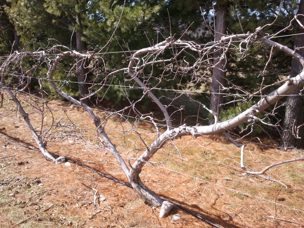 Crop 101: PA 4-Wire Apple Trellis - Kuhn Orchards